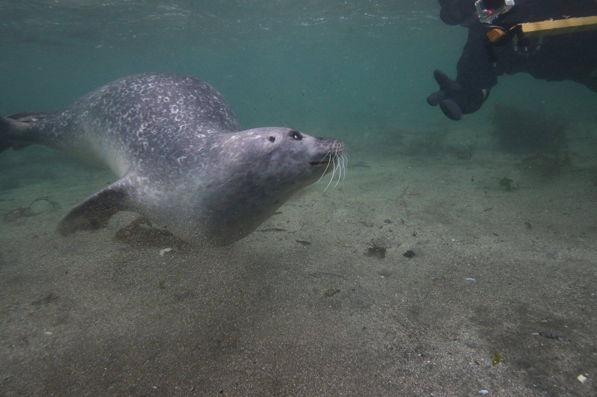Landselur - Sjávarlíf